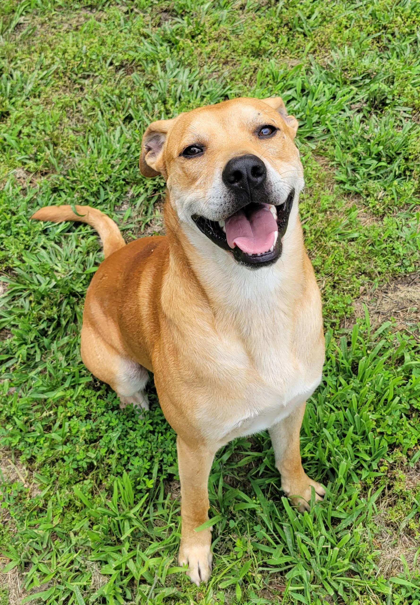 Adopt Accord Today - Find Paw Pal