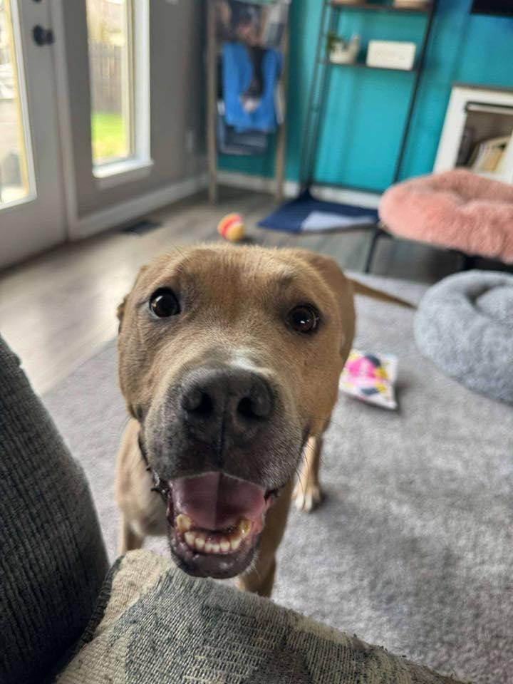 Adopt Slim Jim! Dog Friendly! Today - Pets TheCountyOffice
