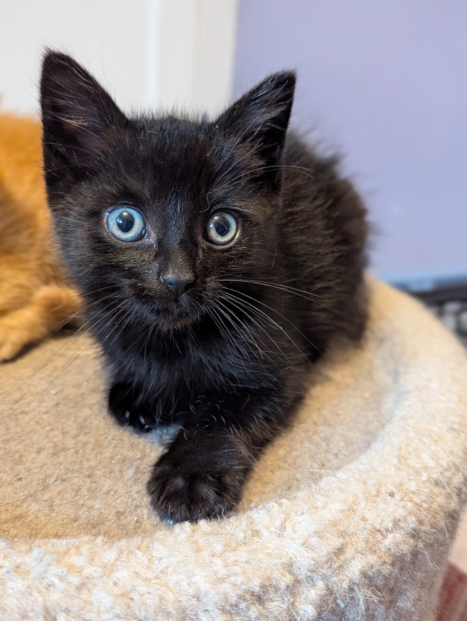 Adopt Huckleberry Today - Find Paw Pal