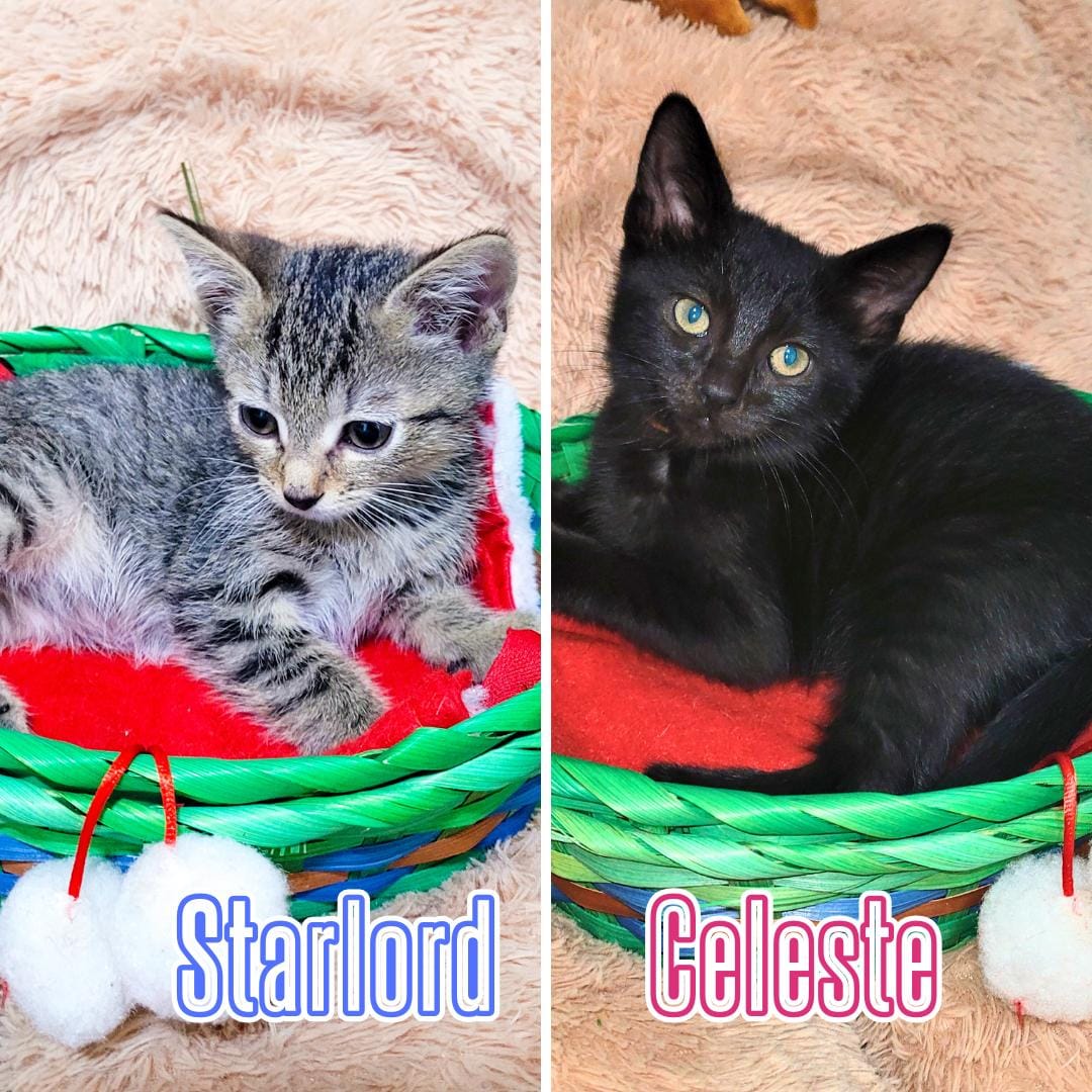 Adopt Lily Today - Pets TheCountyOffice