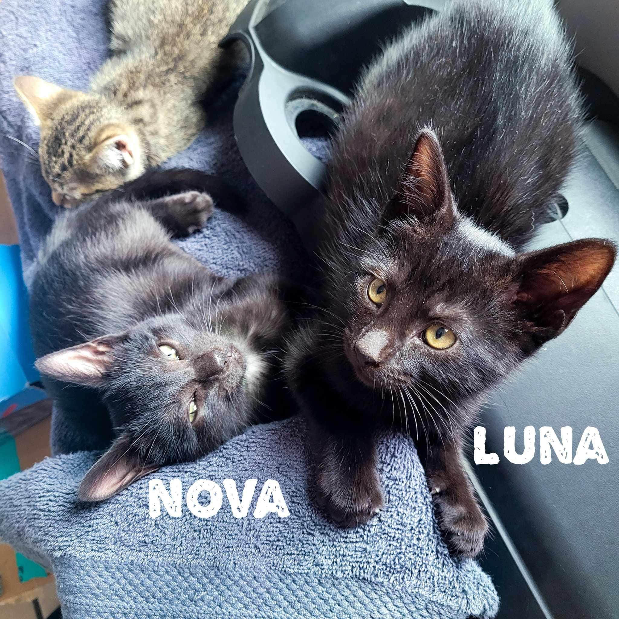 Adopt :::Domino::: Today - Find Paw Pal