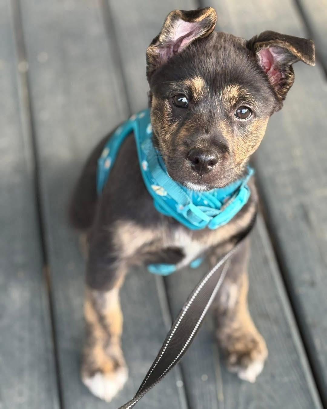 Adopt Tilda Today - Find Paw Pal