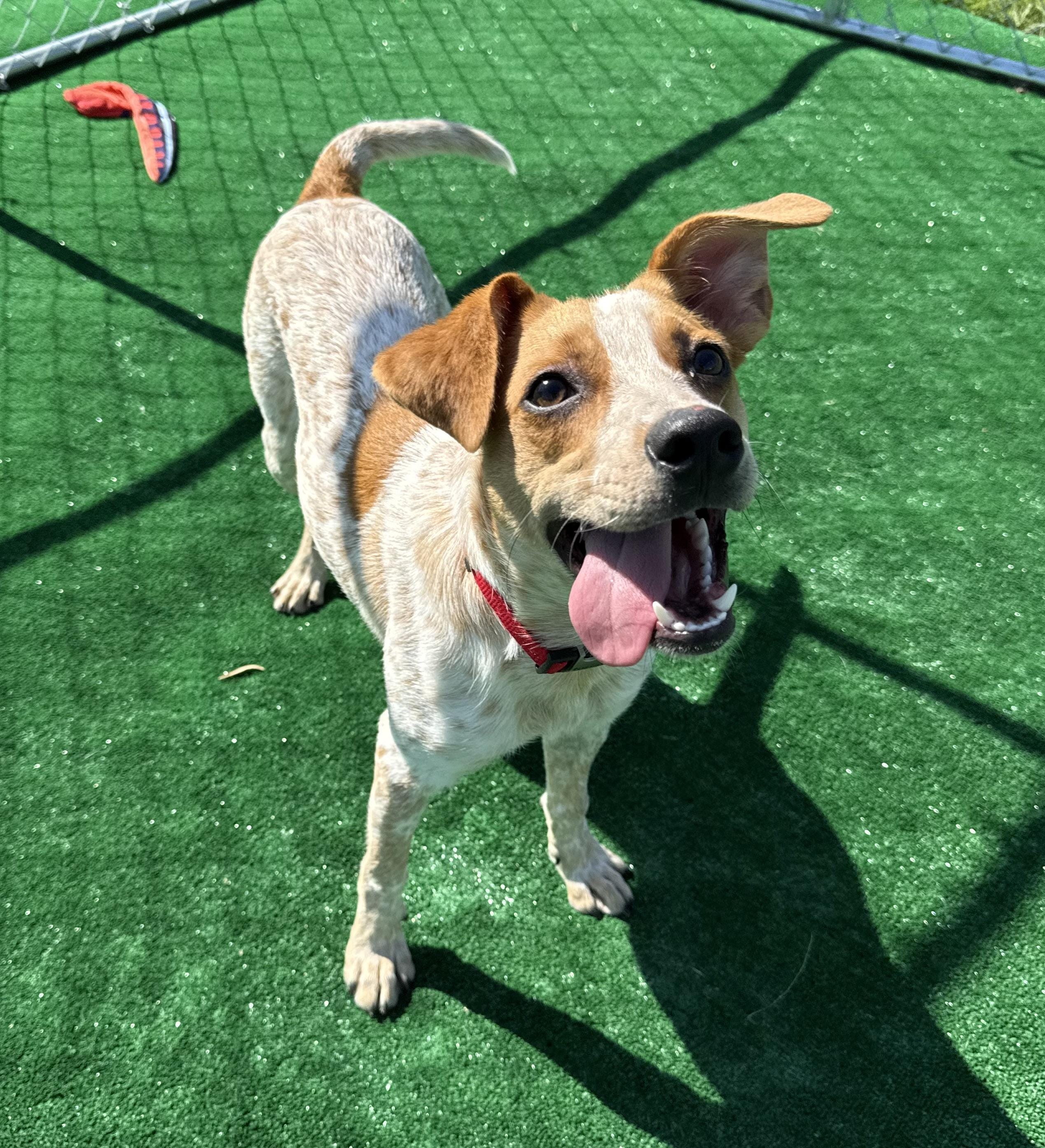 Adopt Daxx Today - Find Paw Pal