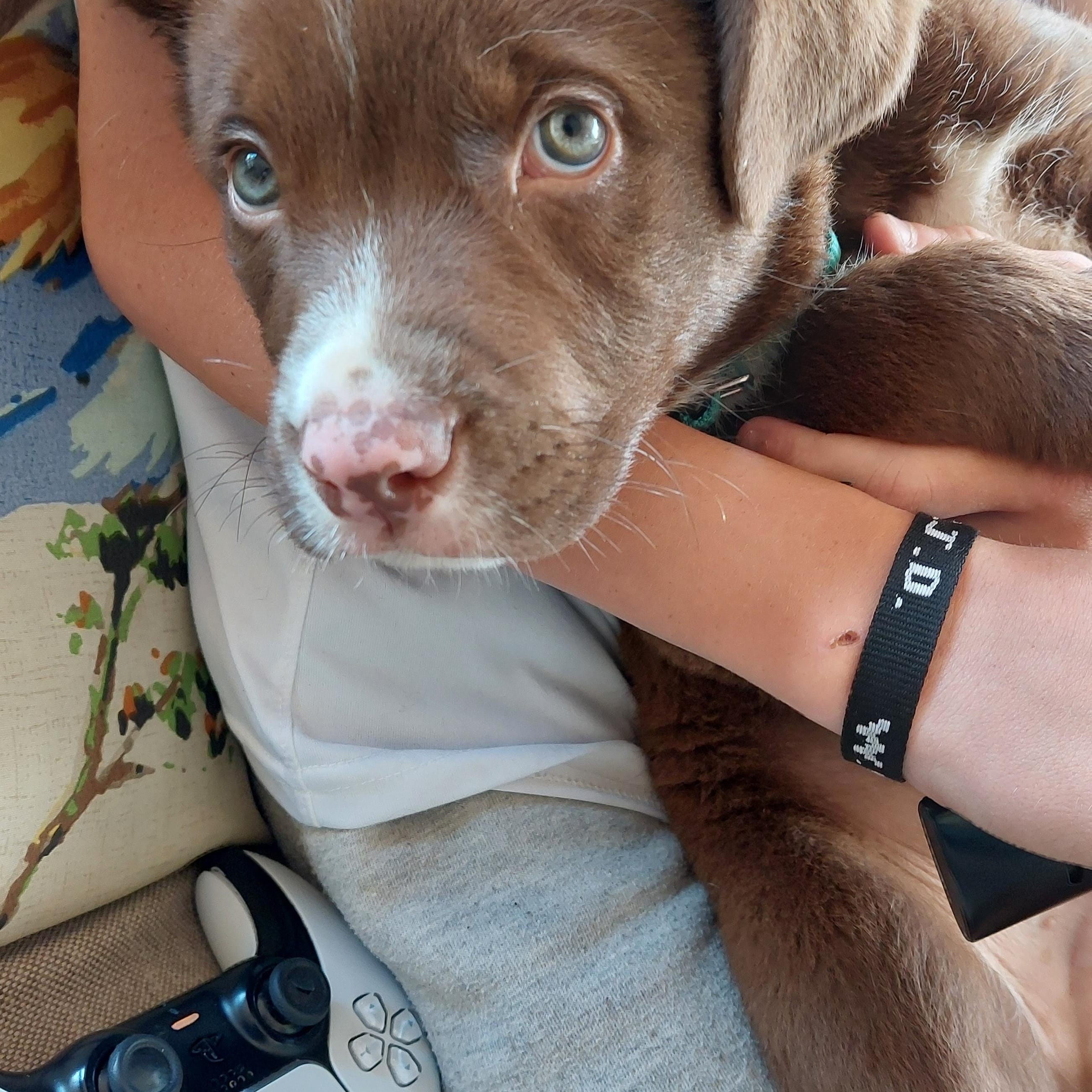 Adopt Willy Today - Find Paw Pal