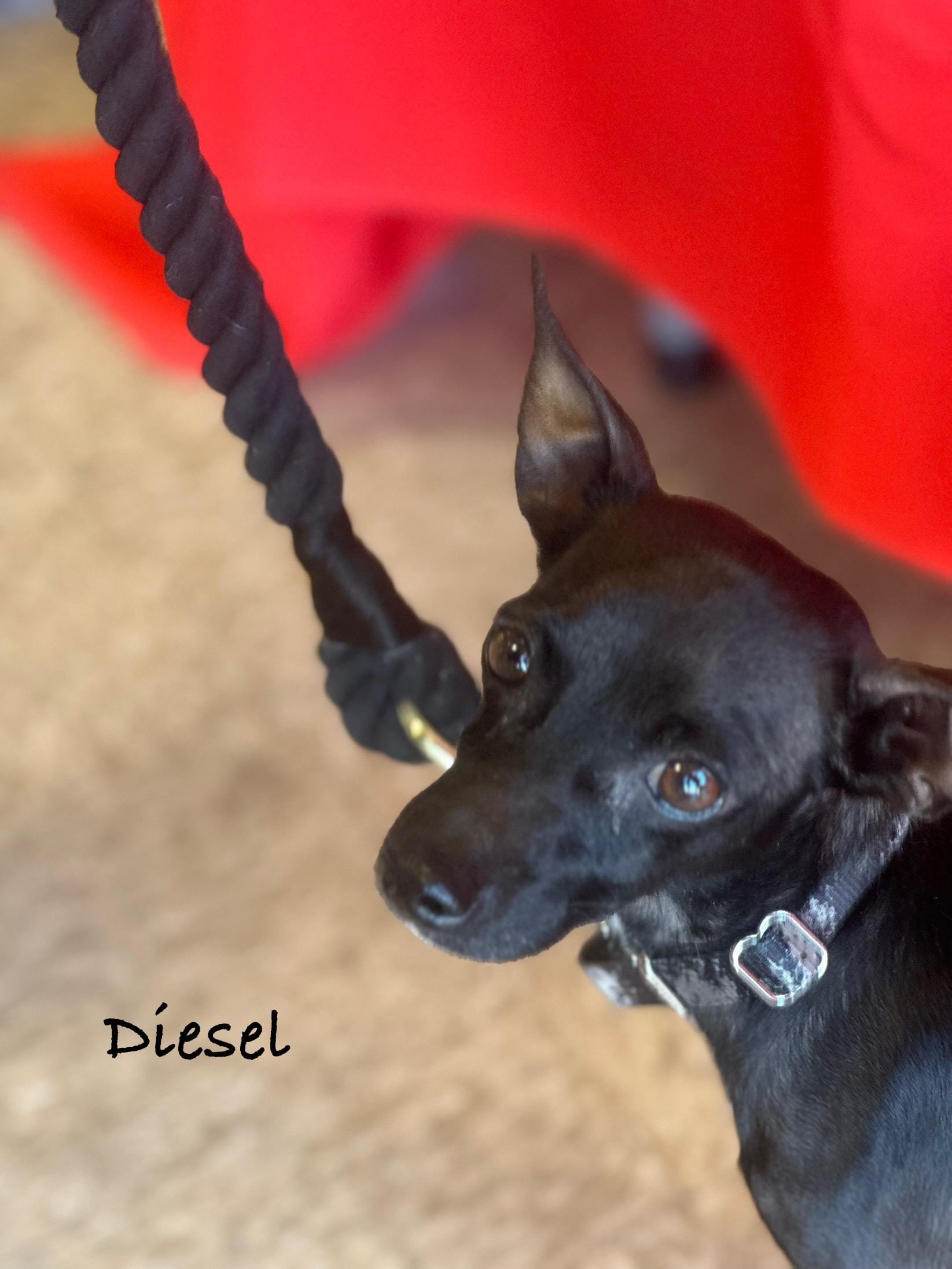 Adopt Diesel Today - Find Paw Pal