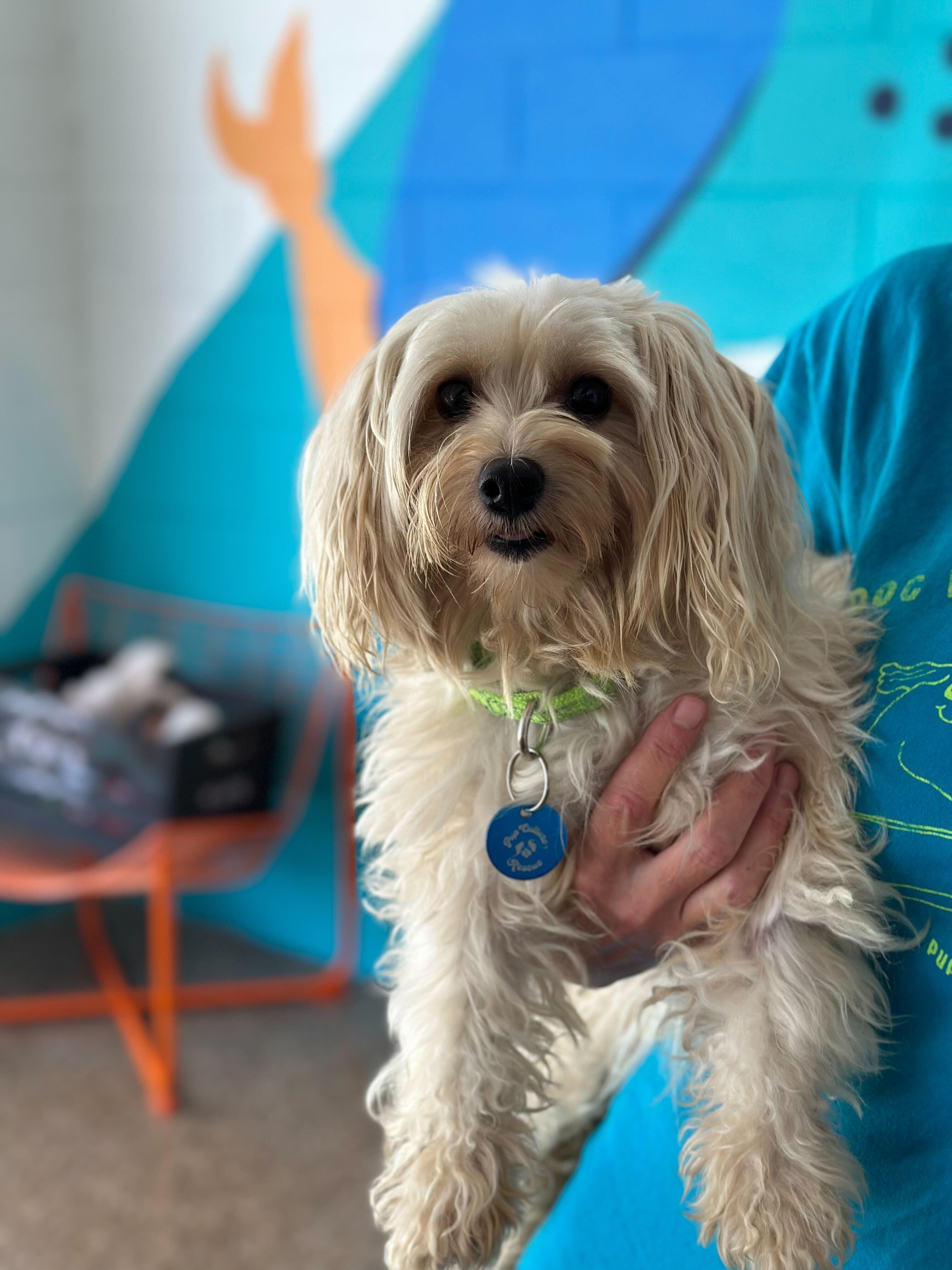 Adopt Yorkie - Lilo Today - Pets TheCountyOffice