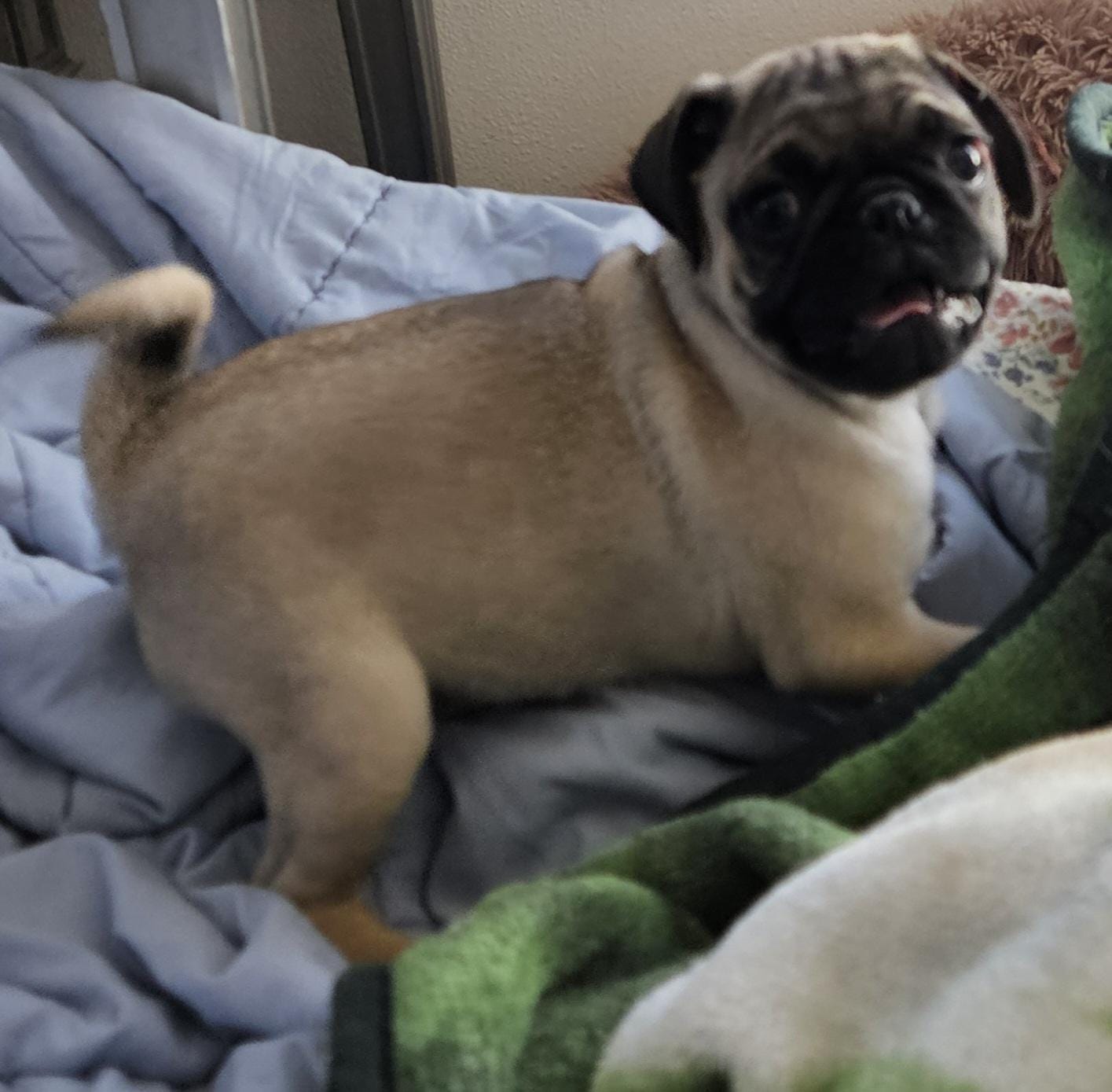 Adopt Solo Today - Pets TheCountyOffice