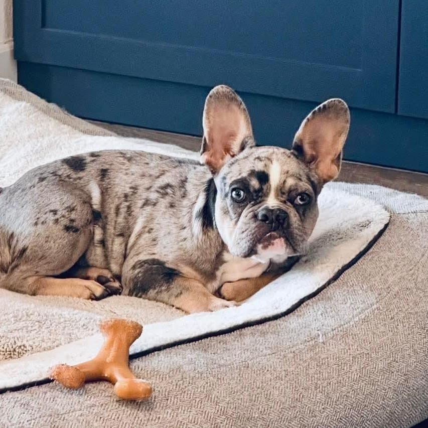Adopt Pip Today - Find Paw Pal