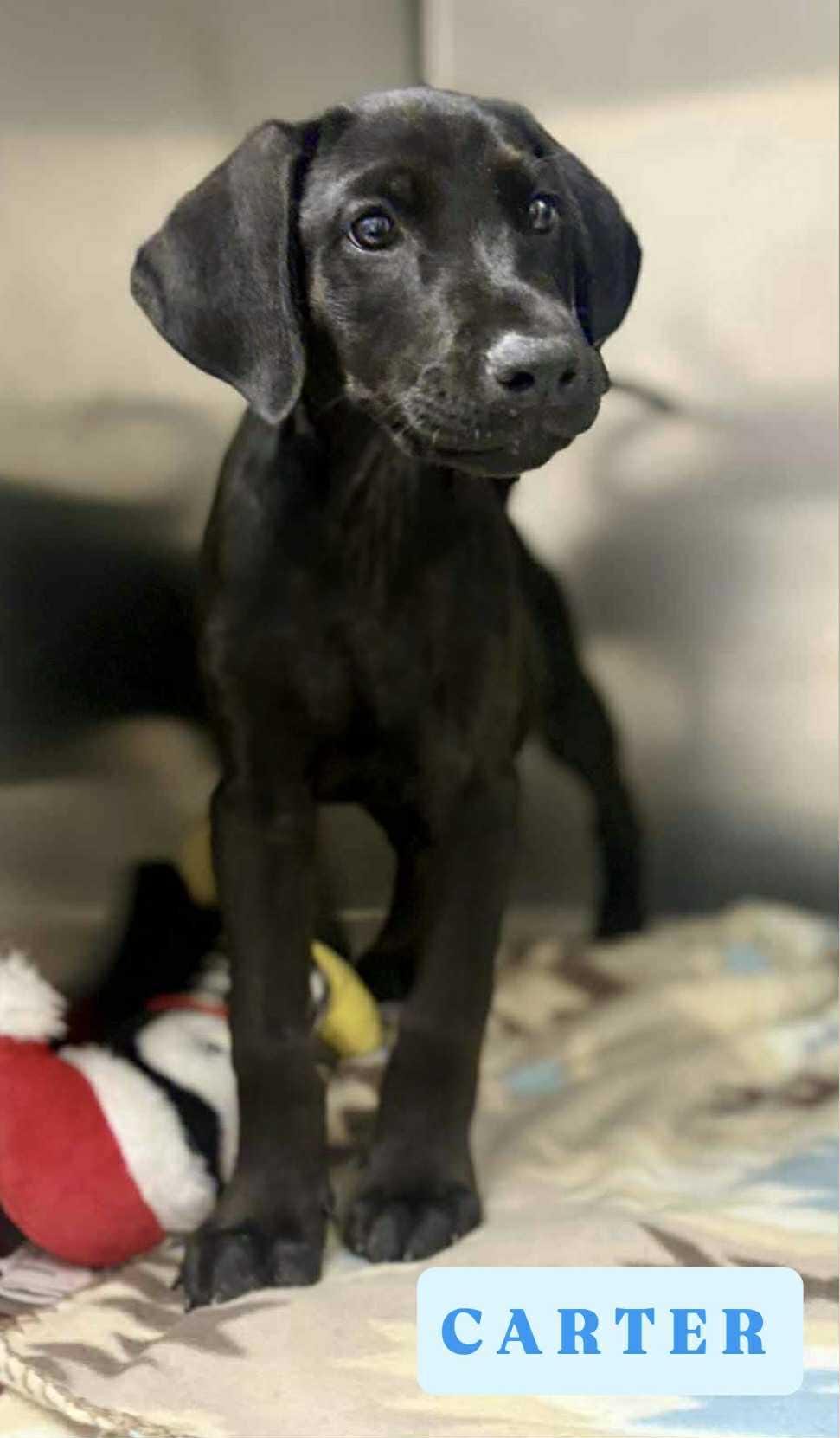 Adopt Foster LAB PUPPIES! Today - Find Paw Pal