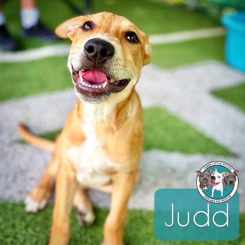 Adopt Judd Sunnyside Today - Find Paw Pal