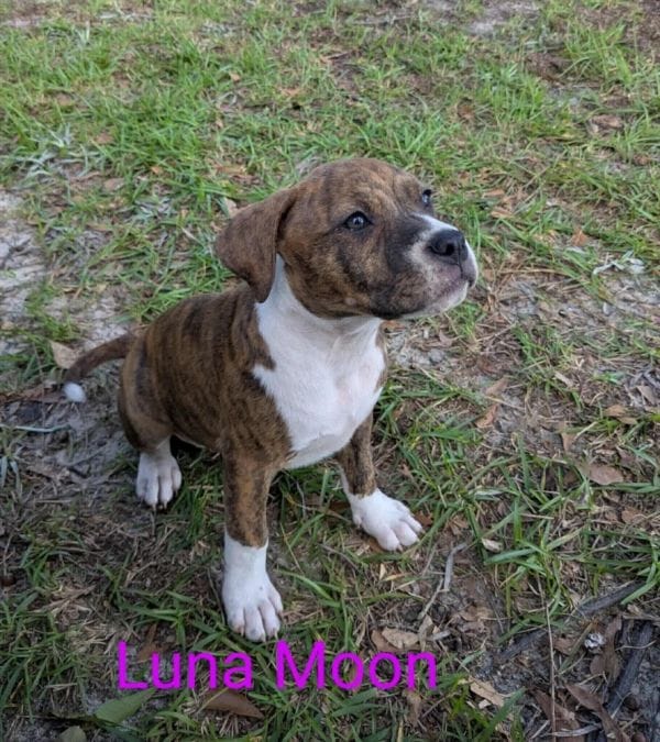 Adopt Lunamoon Sc Beach Babes 2025 Today Find Paw Pal
