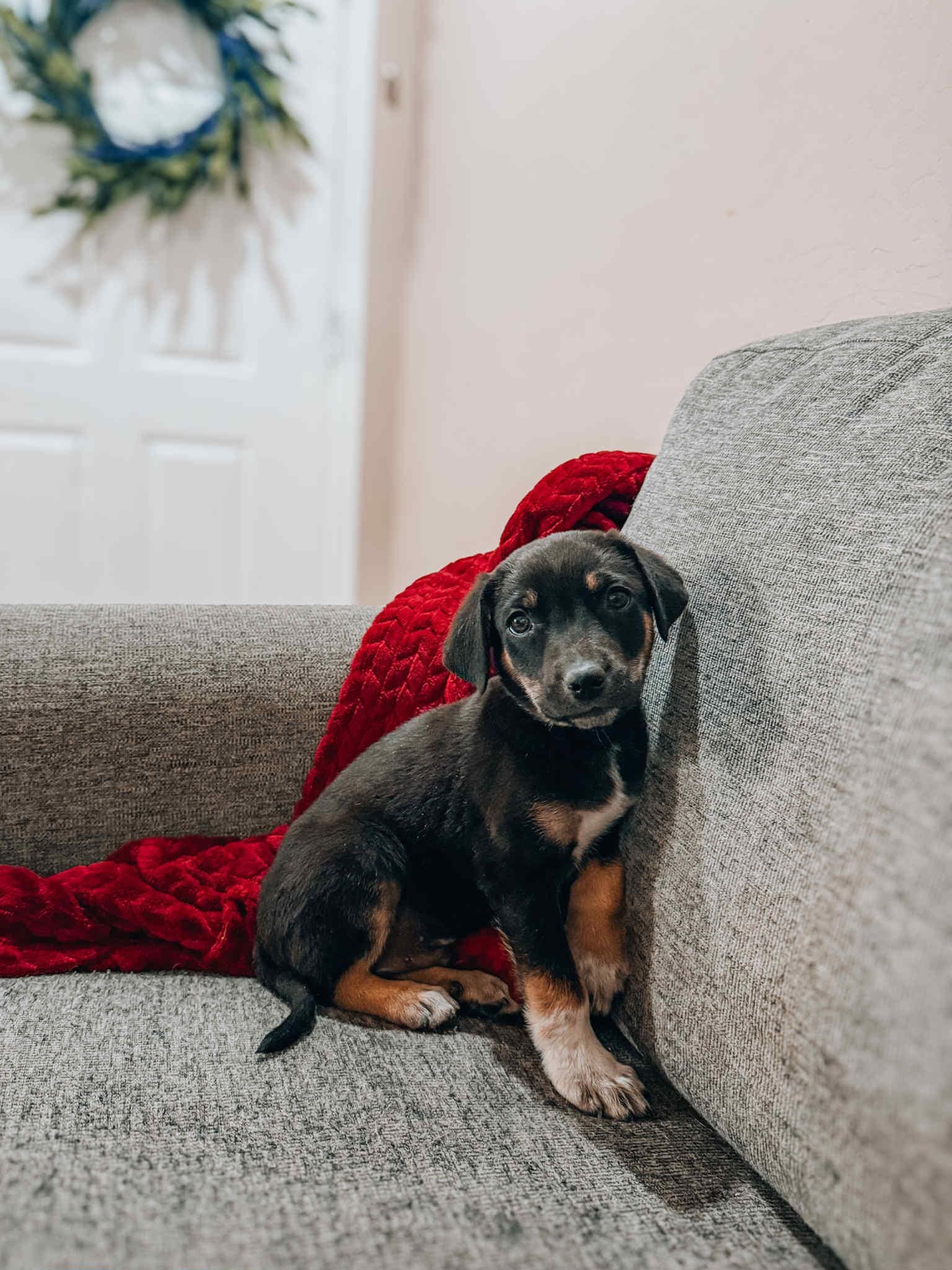 Adopt Foster Hudson! Today - Pets TheCountyOffice