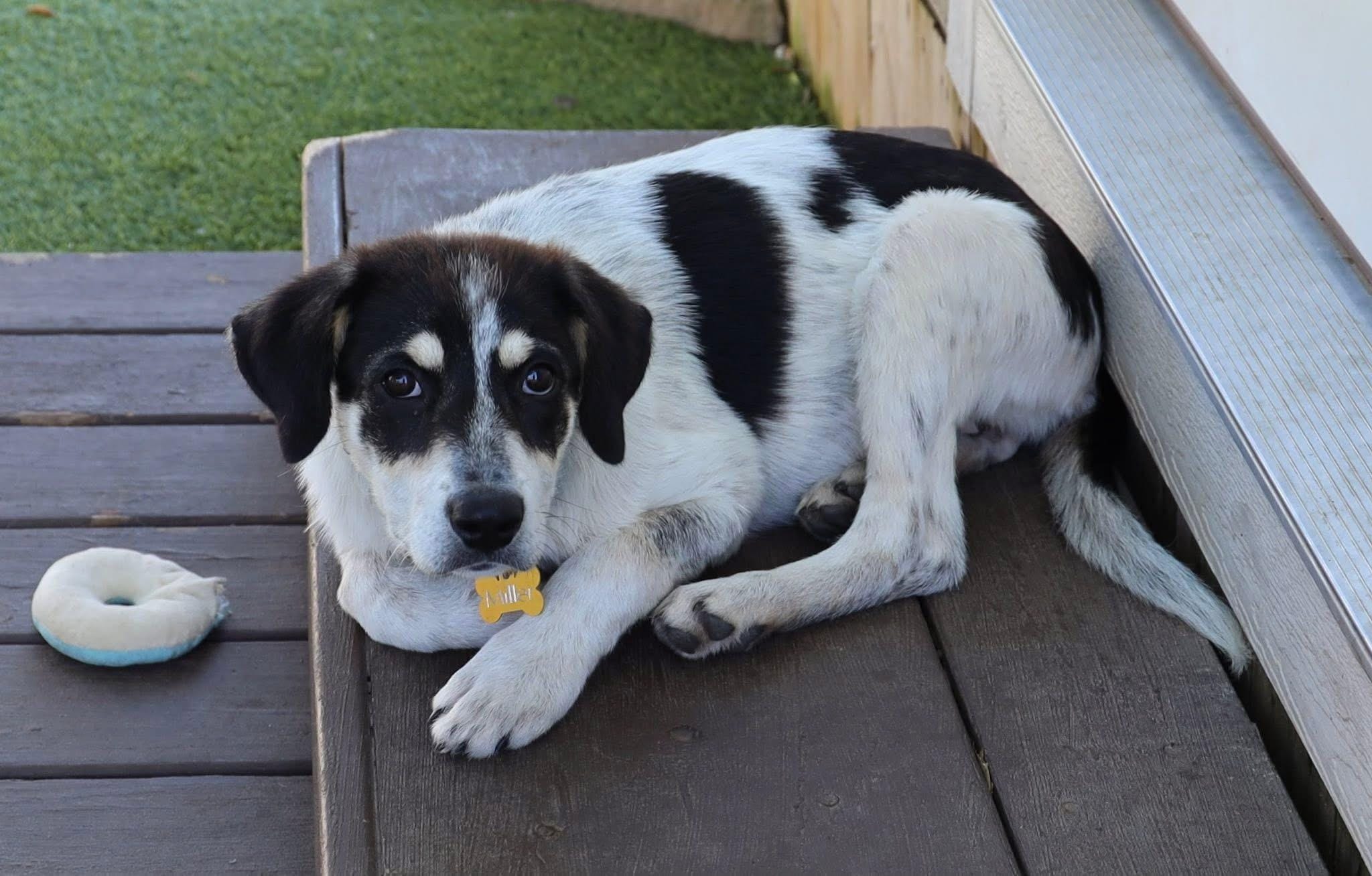 Adopt Ivy Today - Find Paw Pal