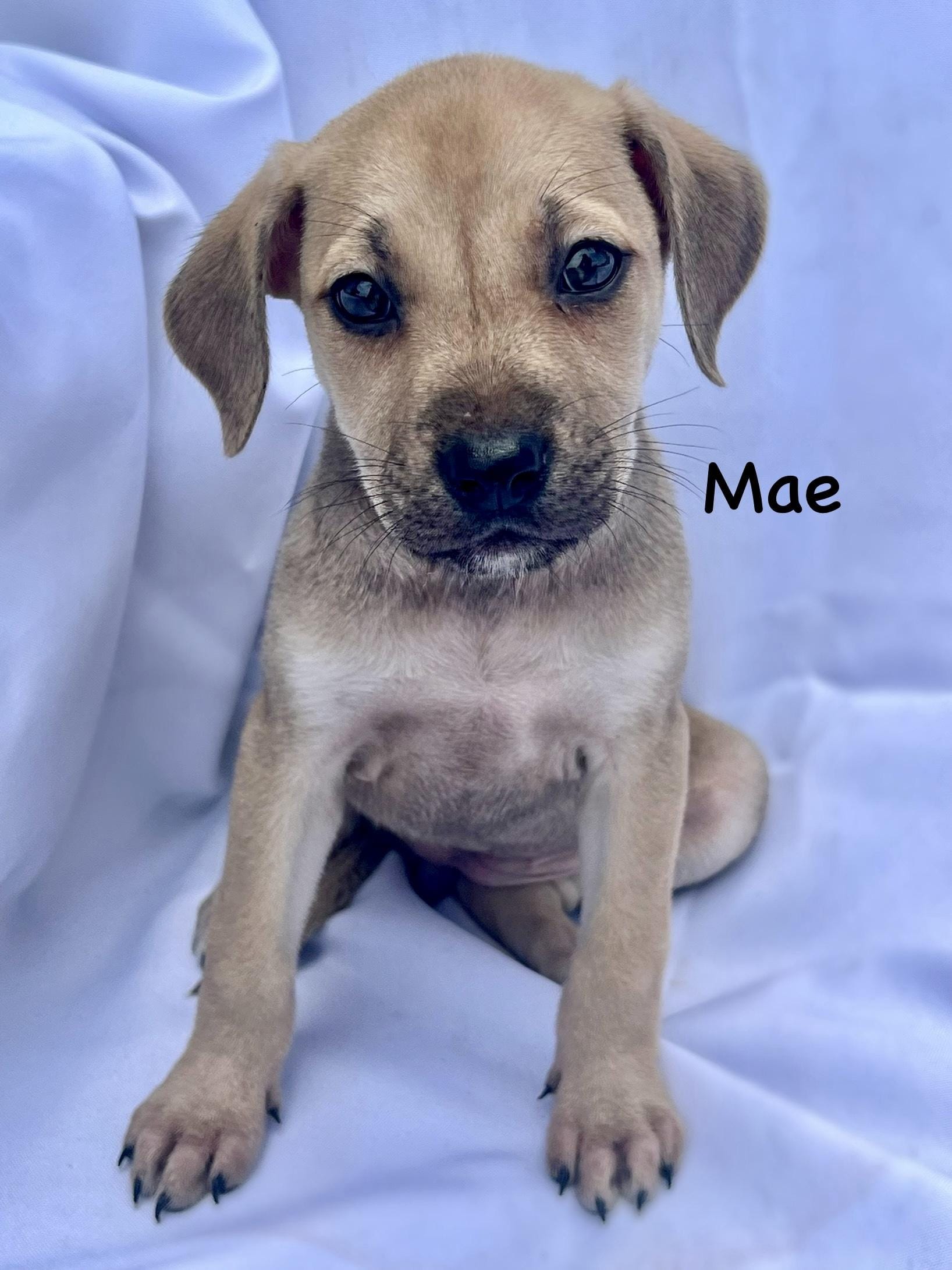 Adopt Remy Today - Find Paw Pal