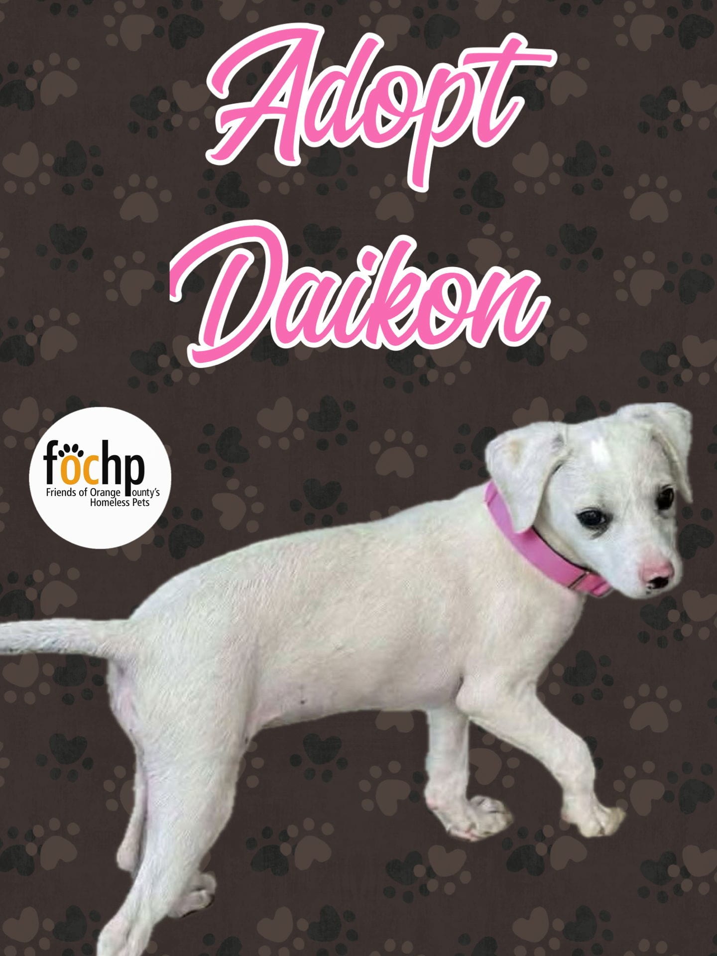 Adopt Daikon Today - Find Paw Pal