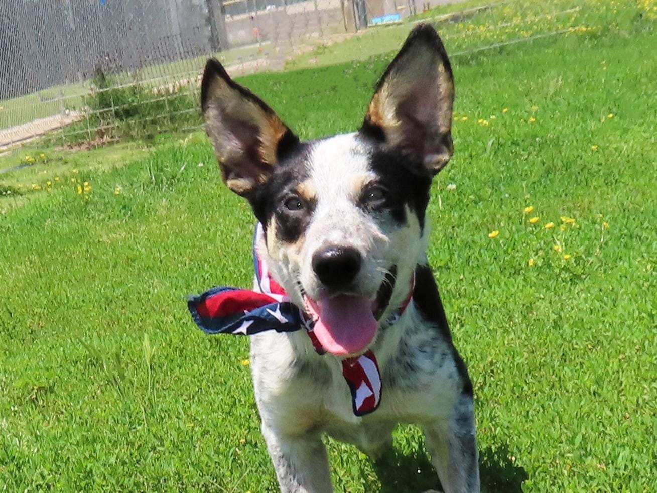 Adopt Mars Bar 7164 Today - Find Paw Pal