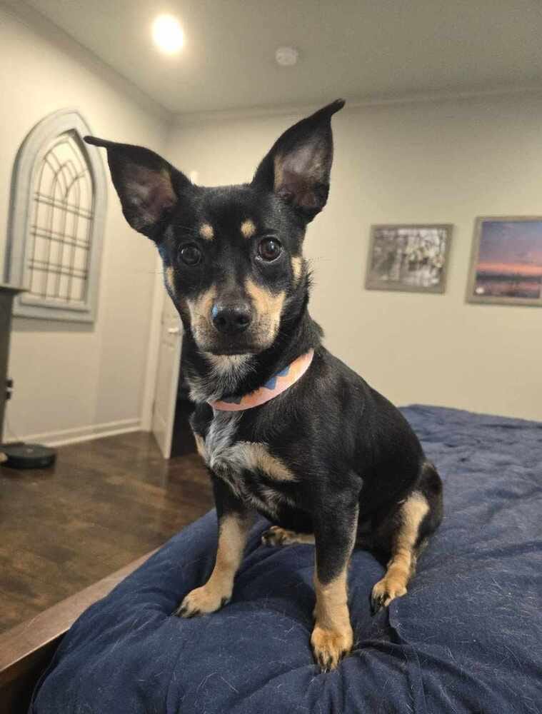 Adopt Sweet Pea Free Today - Pets TheCountyOffice