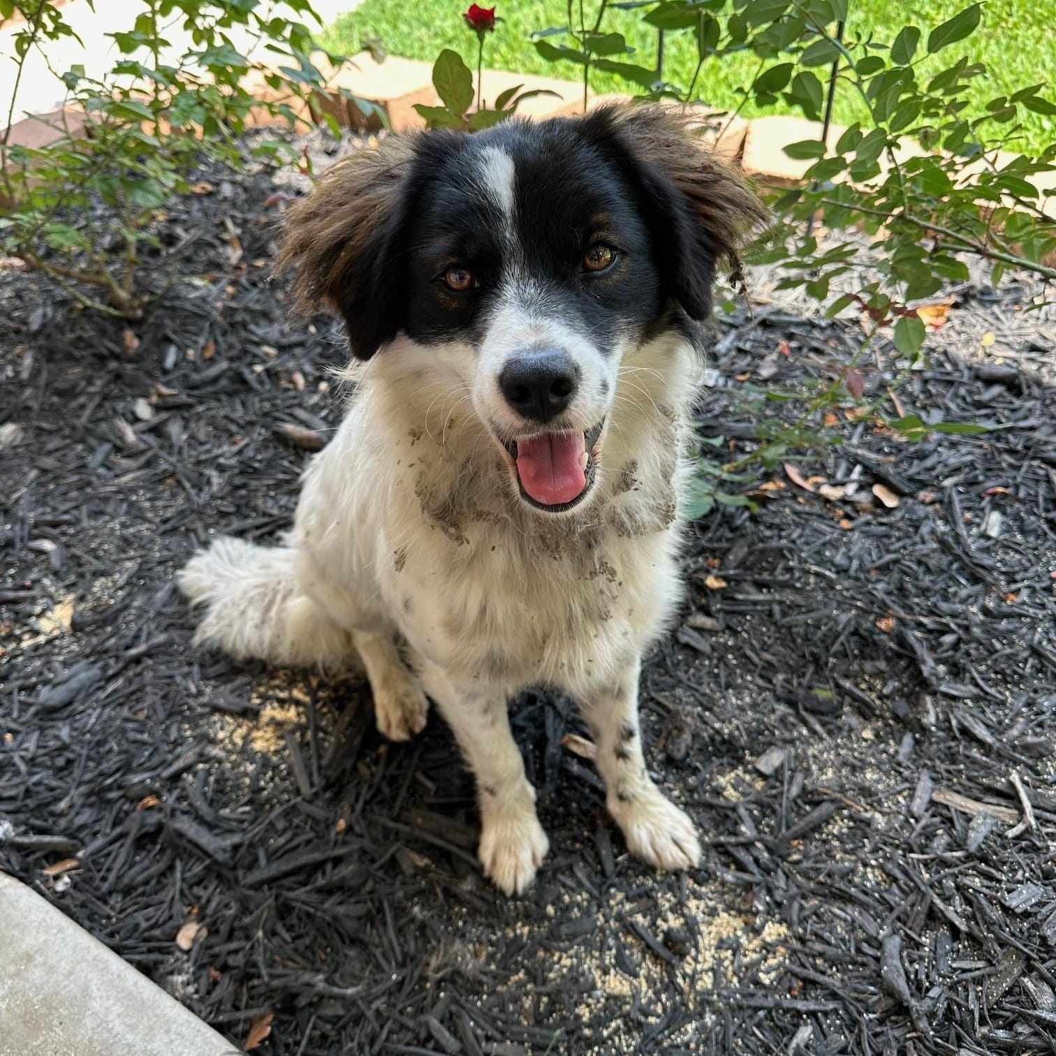 Adopt Fletcher Today - Find Paw Pal