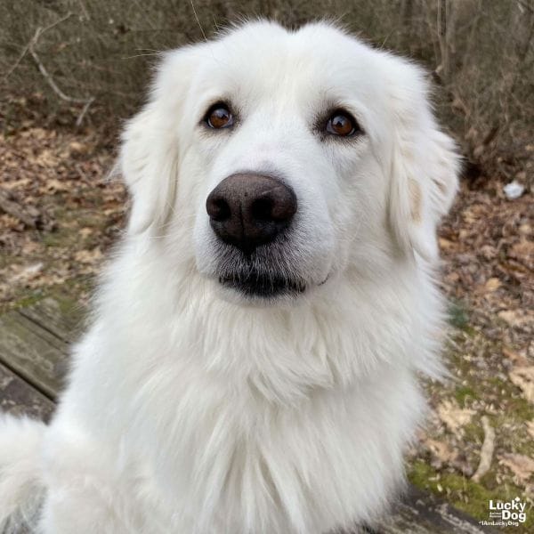 Lucky Dog Animal Rescue in Washington, DC - Find Paw Pal