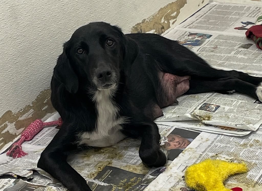 Adopt Cassi Today - Pets TheCountyOffice