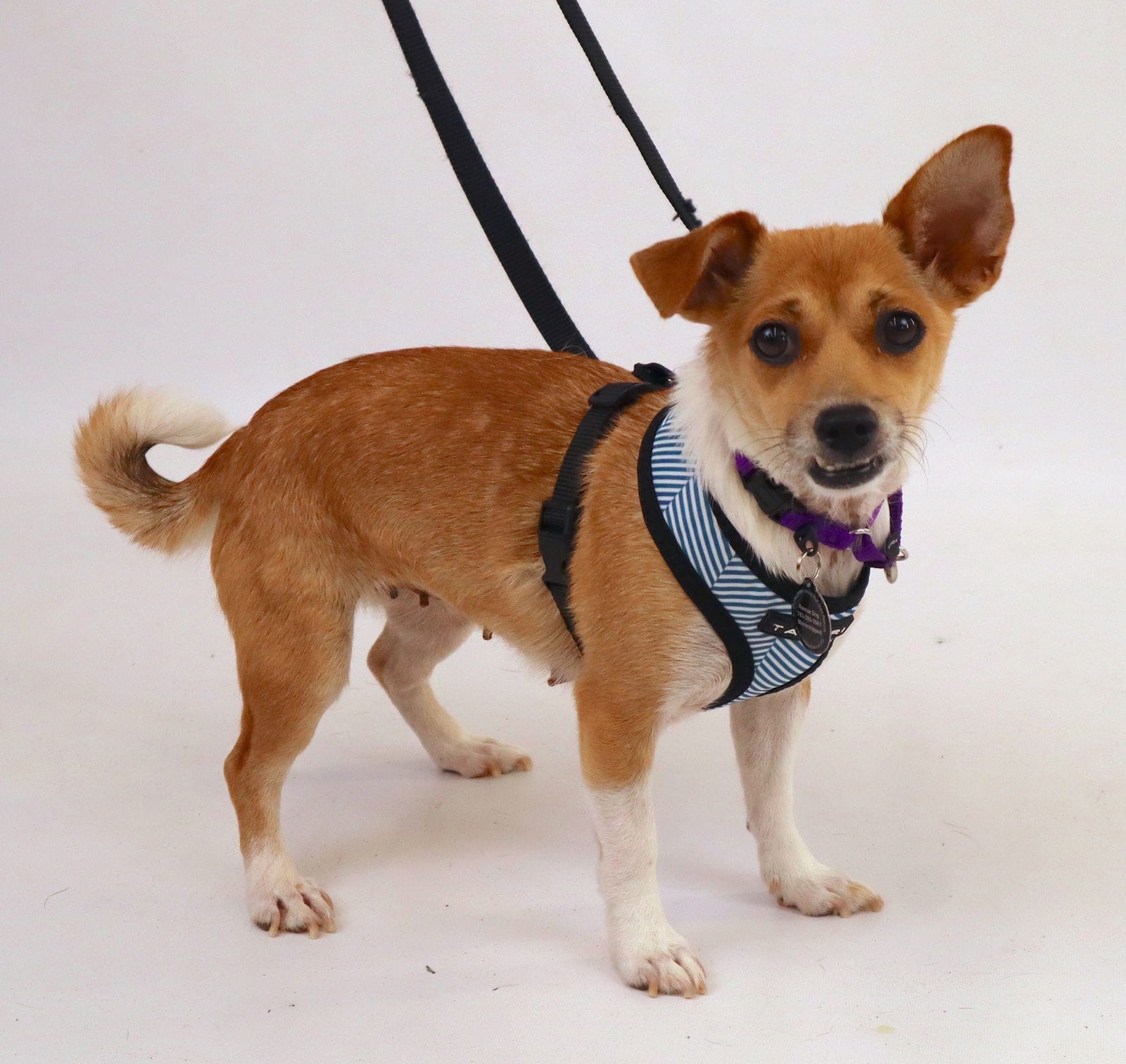 Adopt Kerry Today - Pets TheCountyOffice