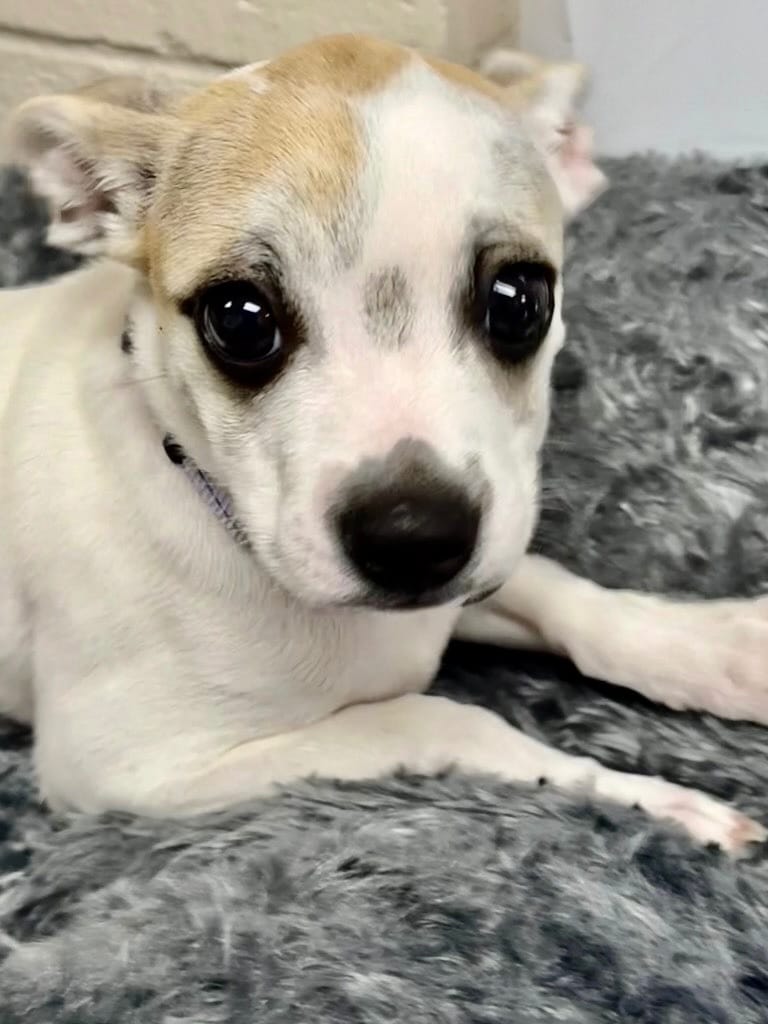 Adopt Bert-Adorable Boston Terrier/Chi Mix Puppy! Today - Find Paw Pal