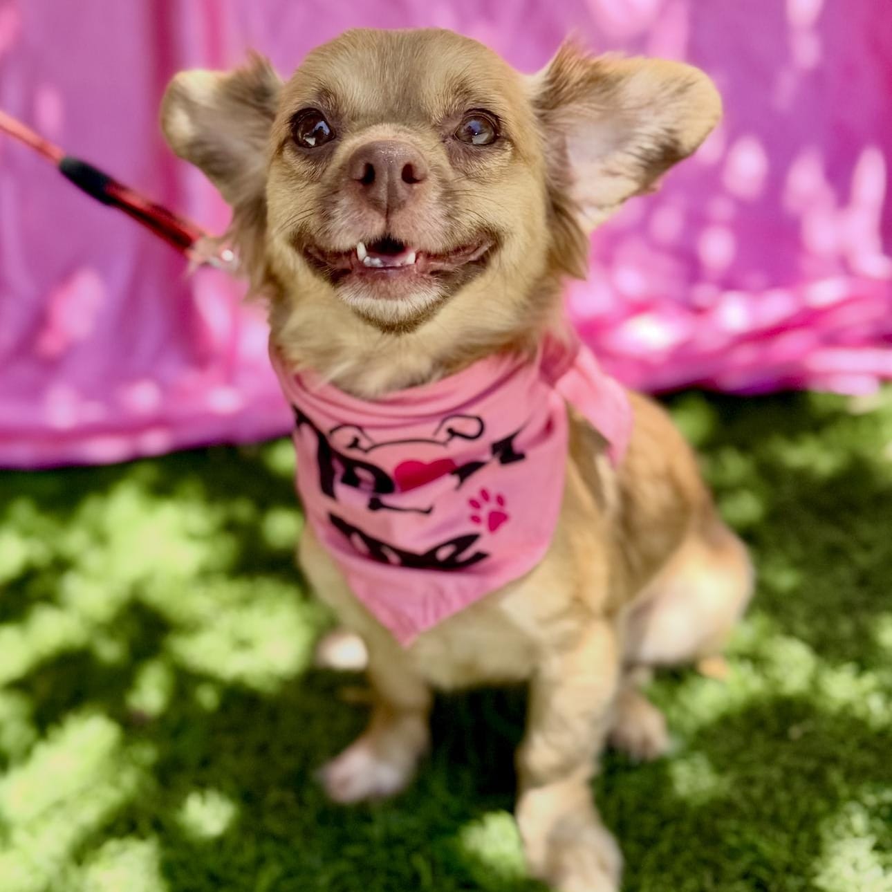 Adopt Nala Today - Pets TheCountyOffice