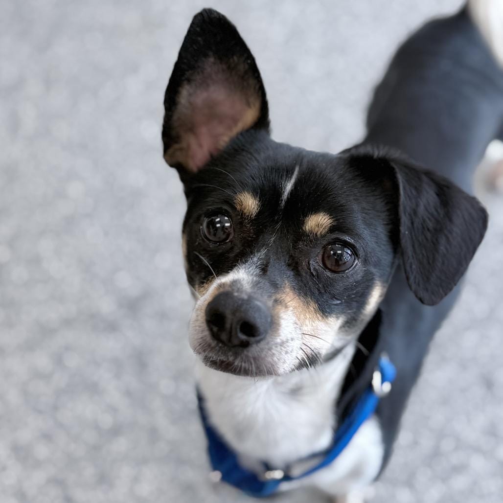 Adopt Bowser Today - Pets TheCountyOffice