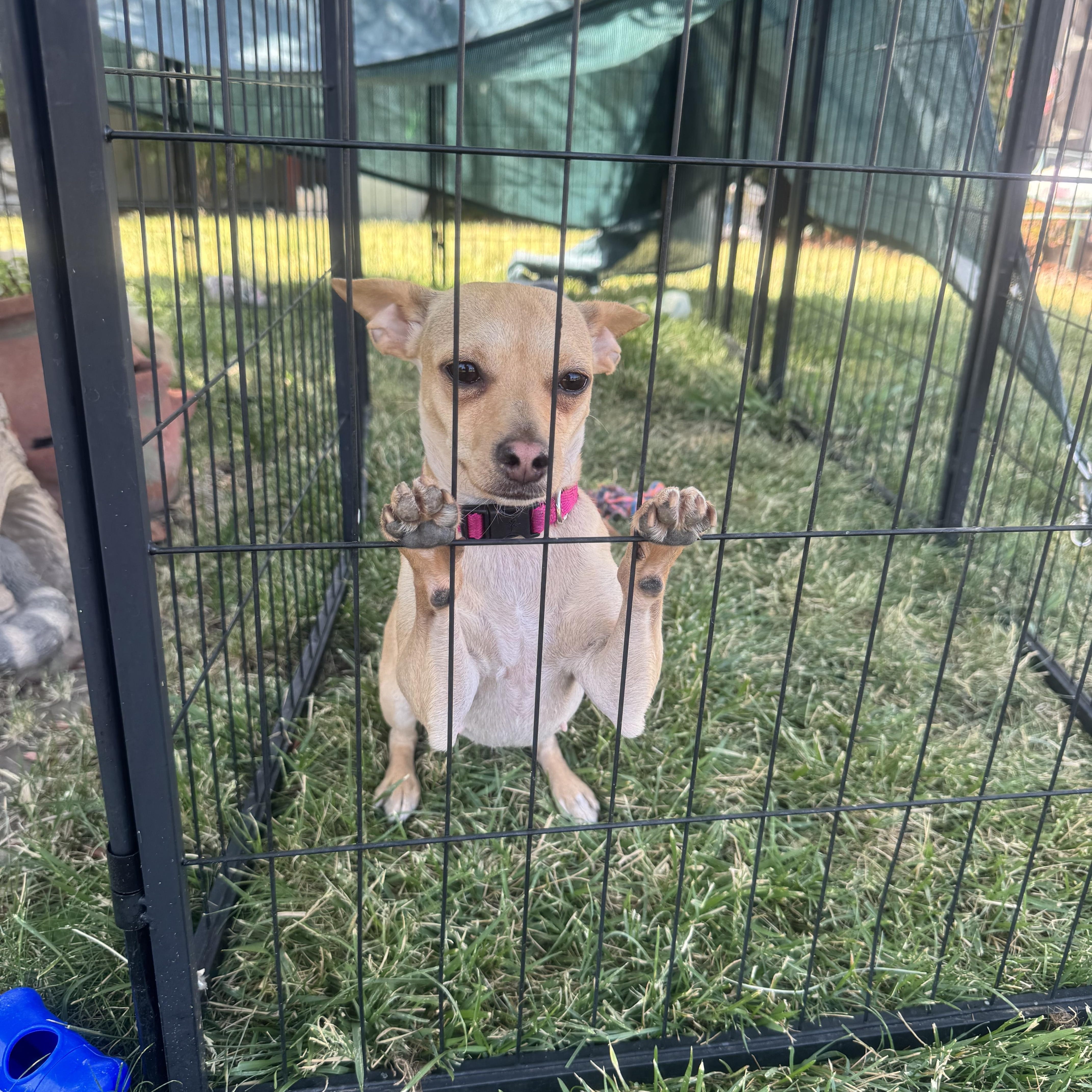 Adopt Nala Today - Pets TheCountyOffice