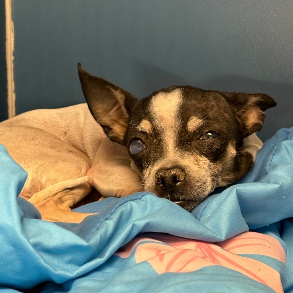 Adopt Lisa Today - Pets TheCountyOffice