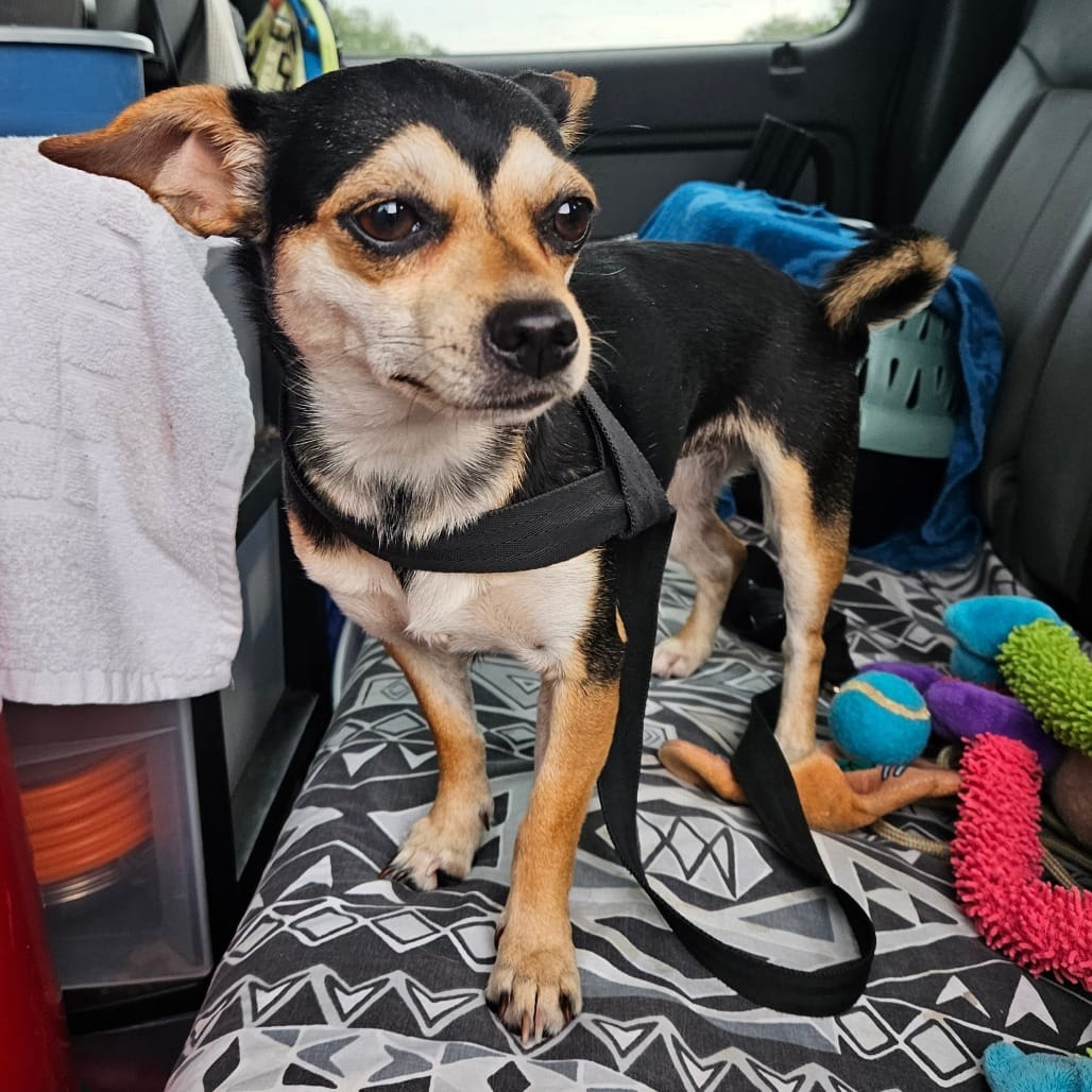 Adopt Tangerine Today - Pets TheCountyOffice