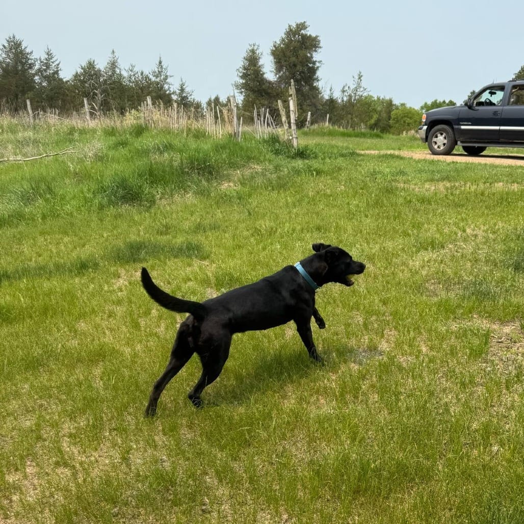 Adopt Coco Today - Find Paw Pal