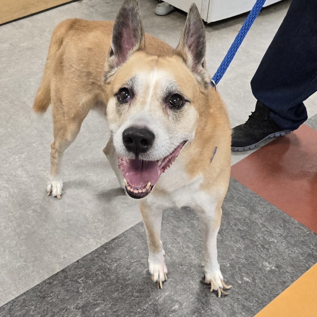 Adopt Houston Today - Pets TheCountyOffice