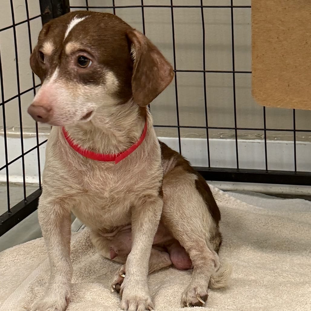 Adopt Dexter Today - Pets TheCountyOffice