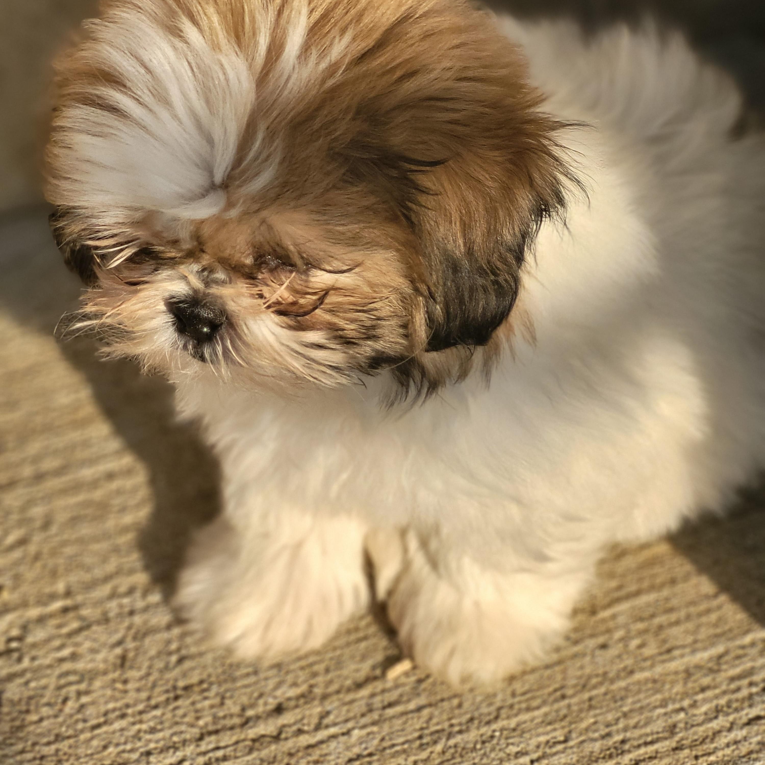 Adopt Milo Today - Pets TheCountyOffice