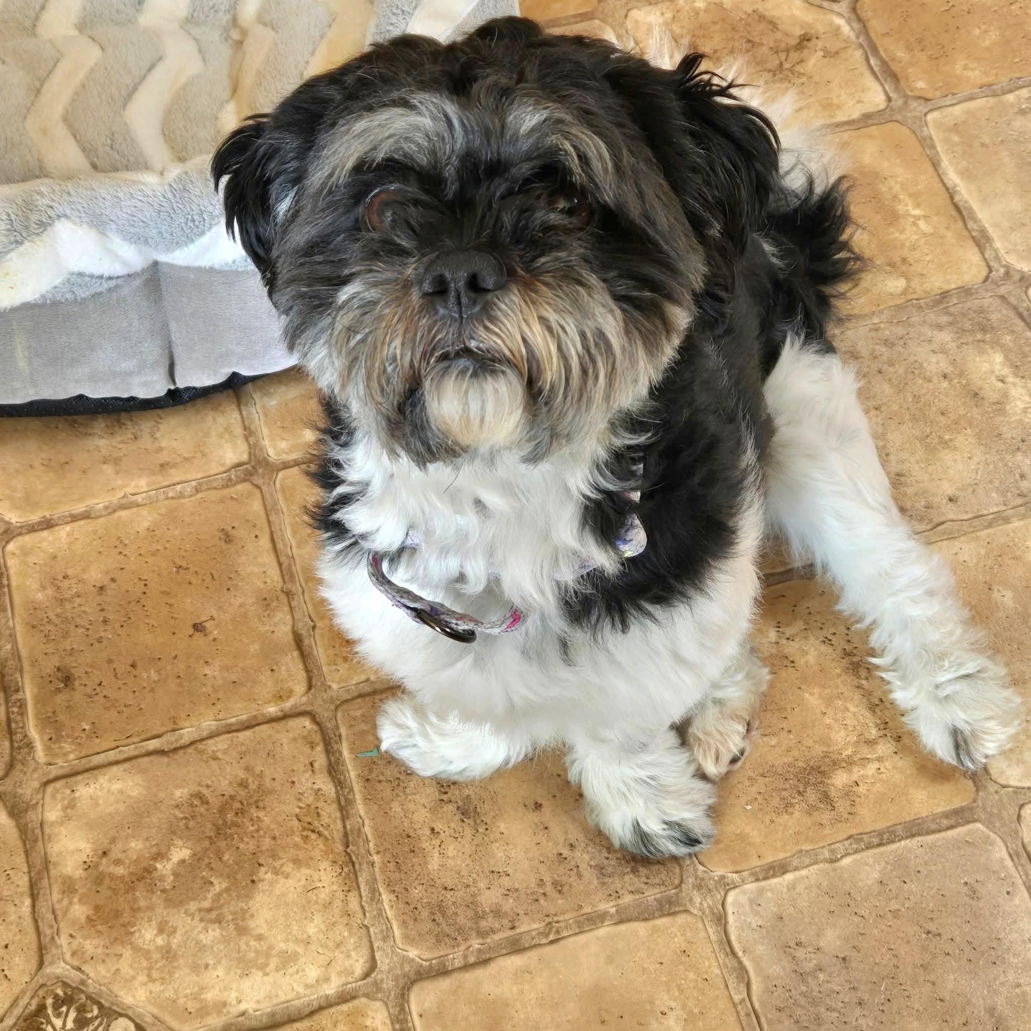 Adopt BUDDY $400 Today - Pets TheCountyOffice