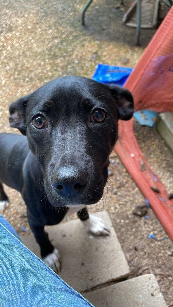 Adopt Carly (2025) Today - Pets TheCountyOffice