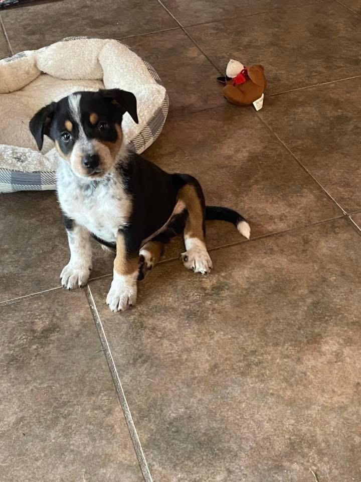 Adopt Flint Today - Pets TheCountyOffice