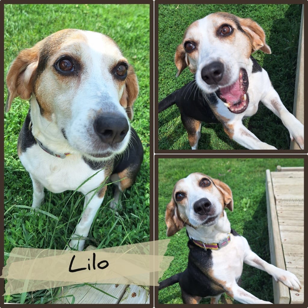 Adopt Lilo Today - Pets TheCountyOffice