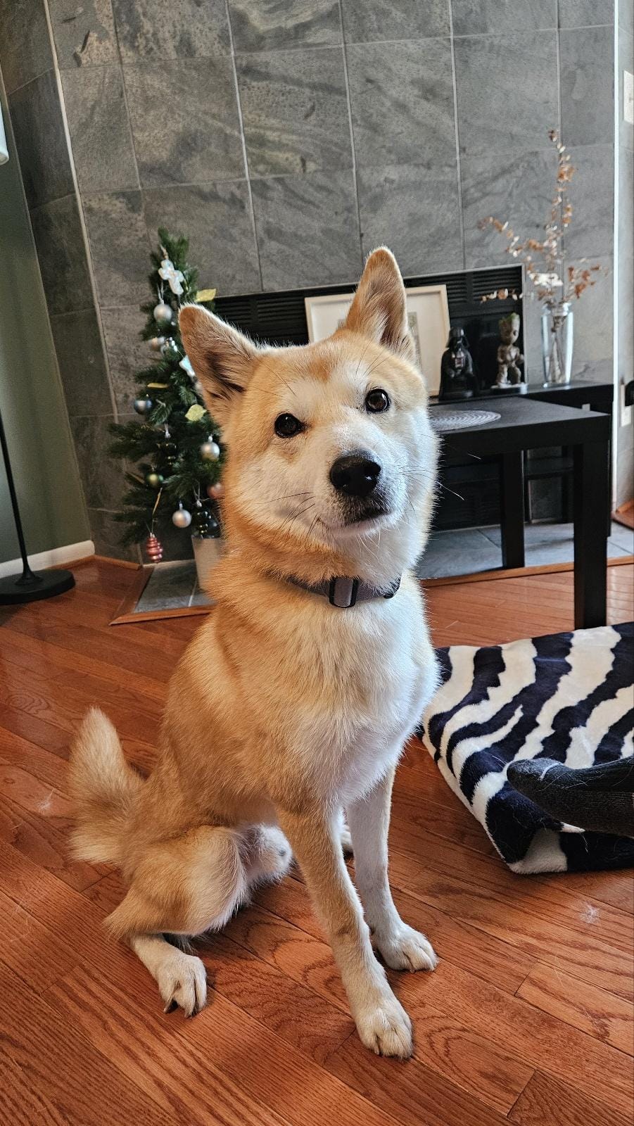 Adopt Noah Today - Pets TheCountyOffice