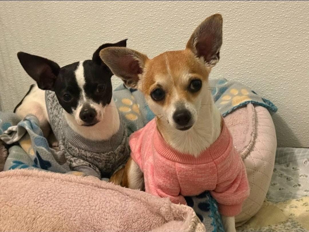 Adopt Little J & Riley Today - Pets TheCountyOffice