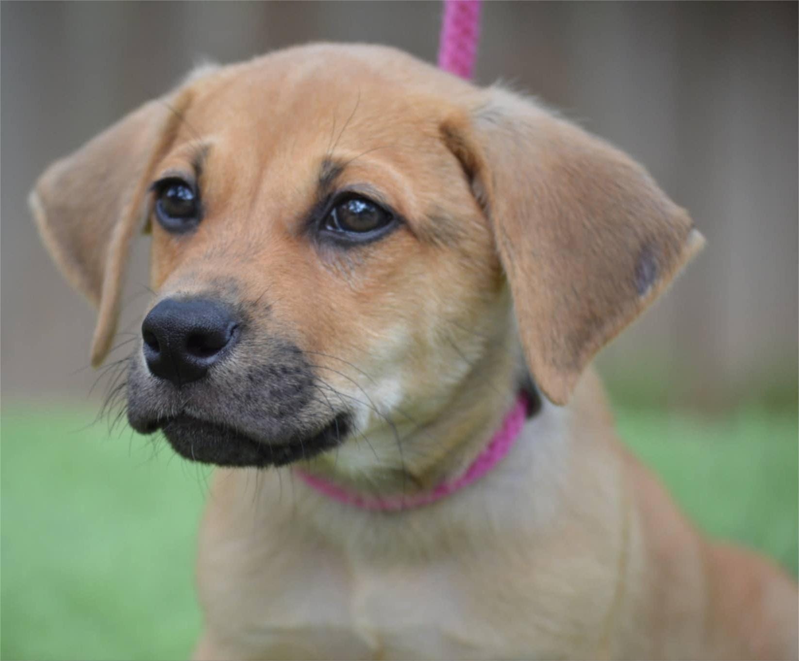 Adopt Banjo Today - Pets TheCountyOffice