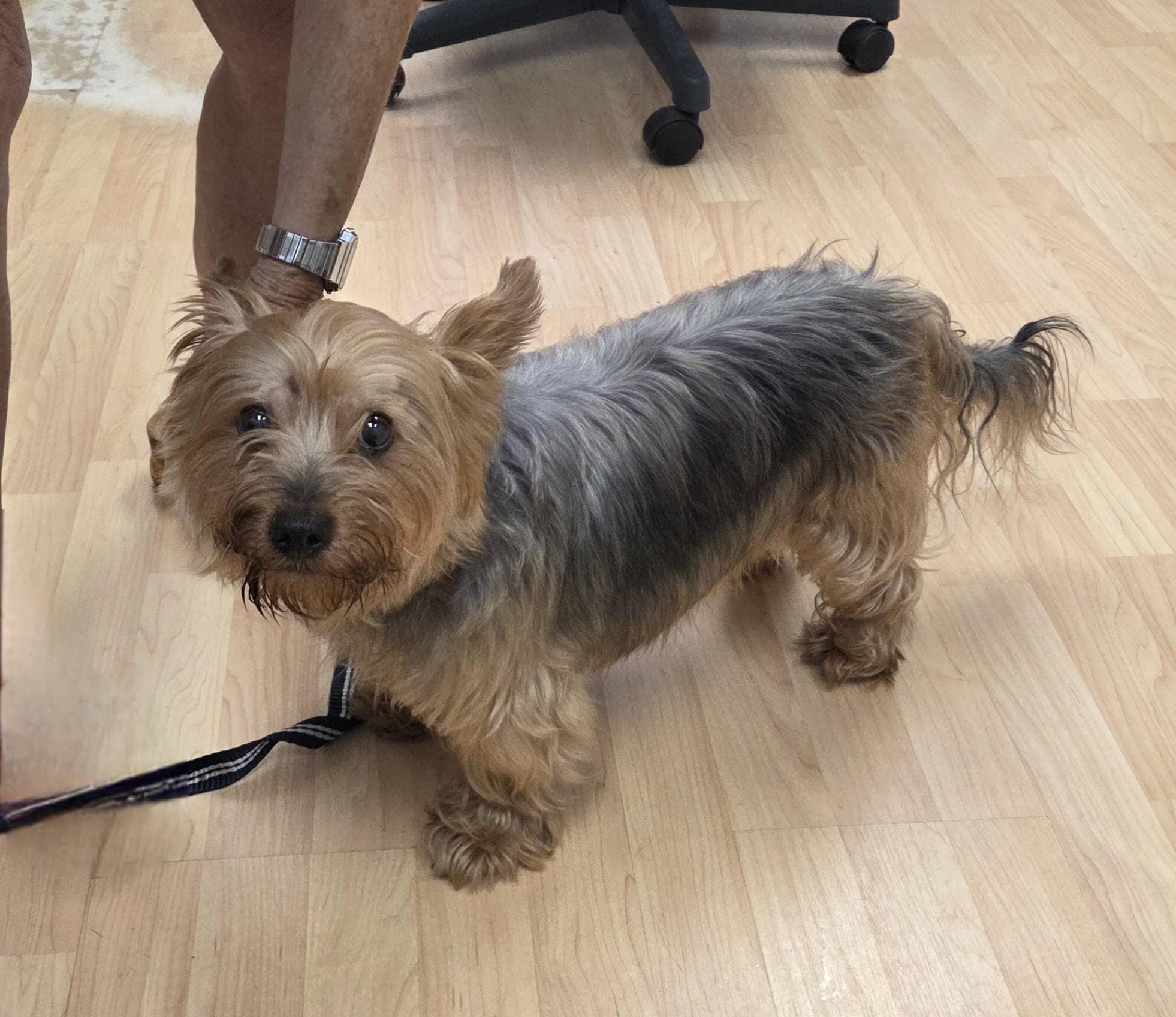 Adopt Bentley Today - Pets TheCountyOffice