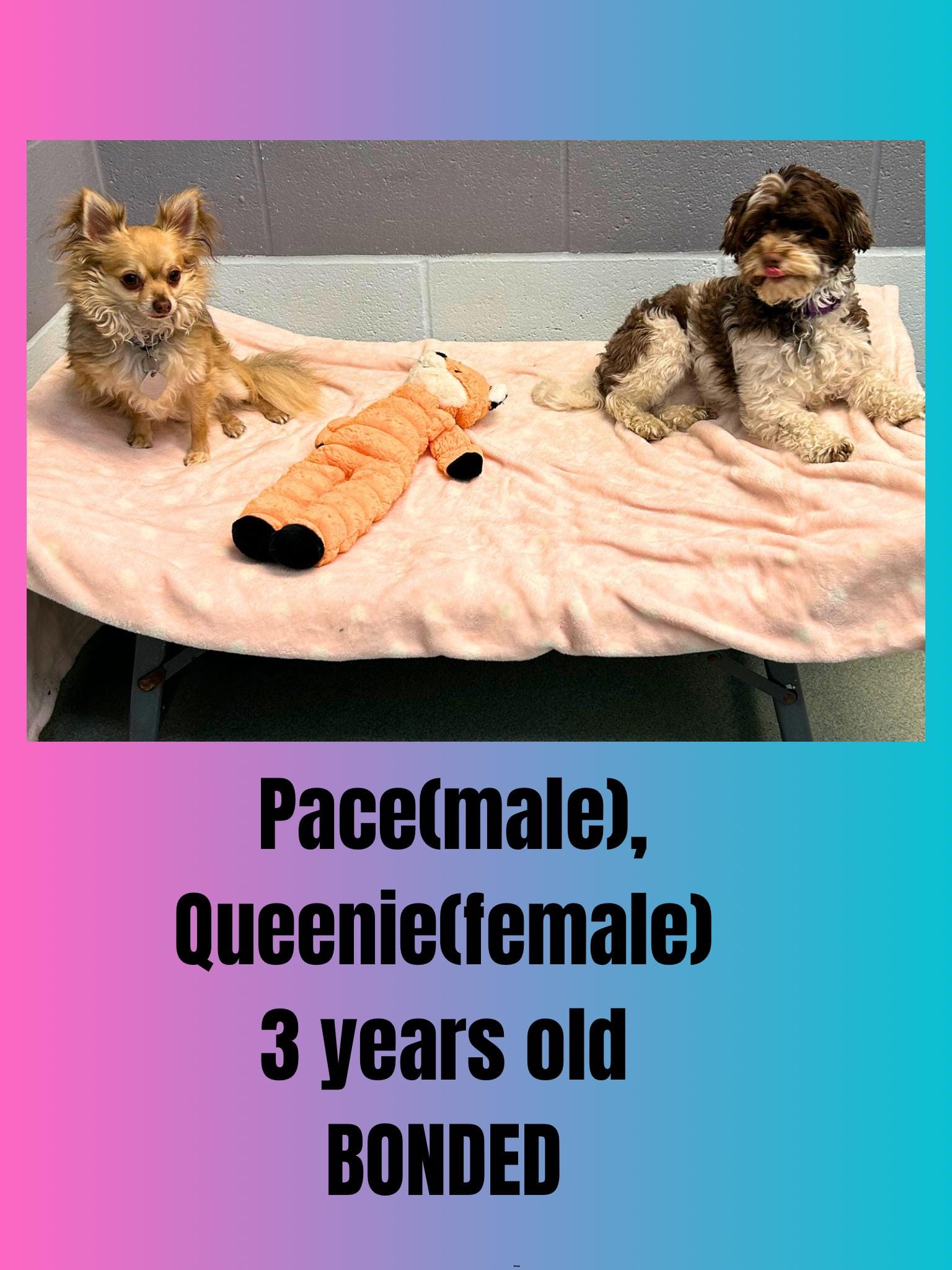 Adopt Pace and Queenie Today - Pets TheCountyOffice
