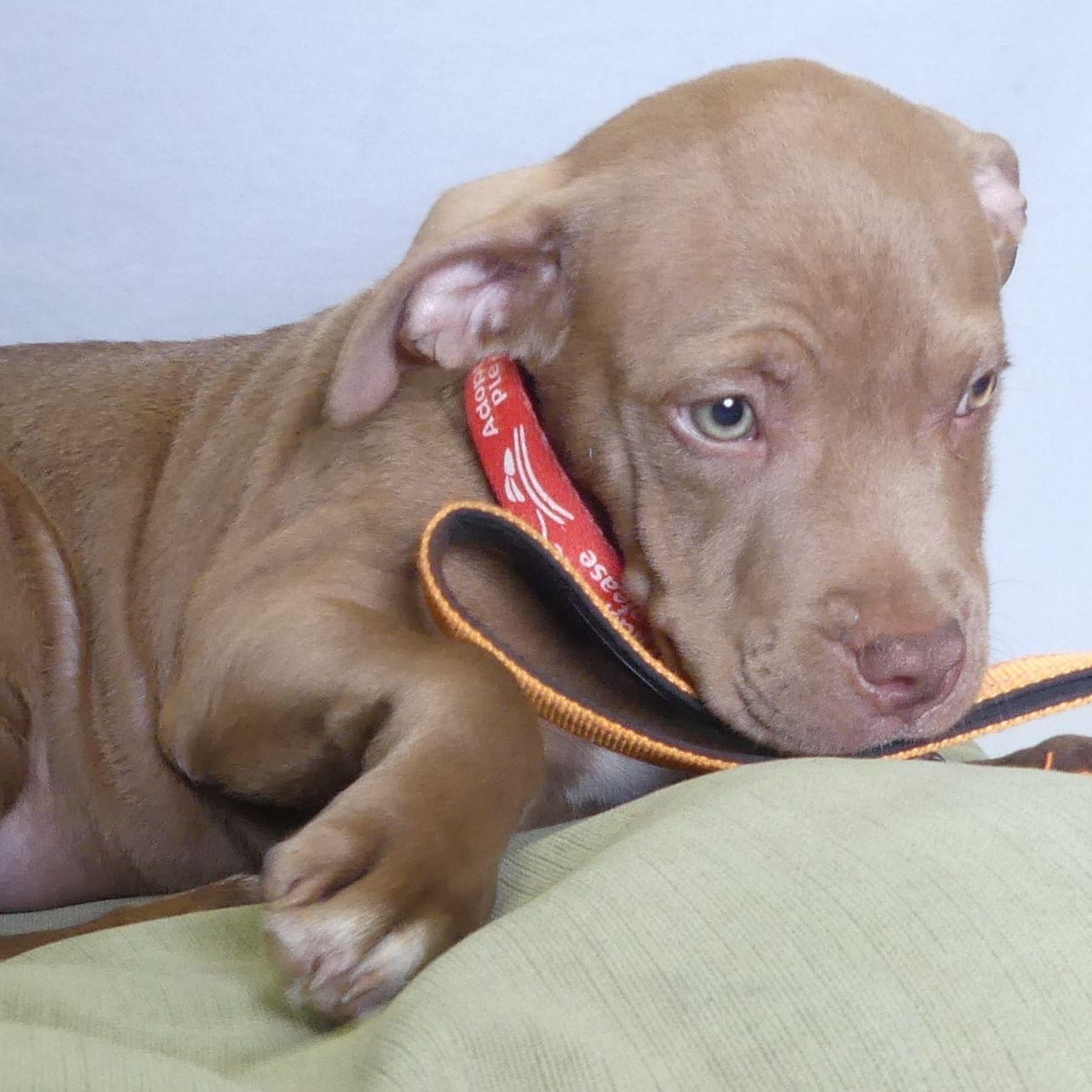 Adopt BISCOTTI Today - Pets TheCountyOffice