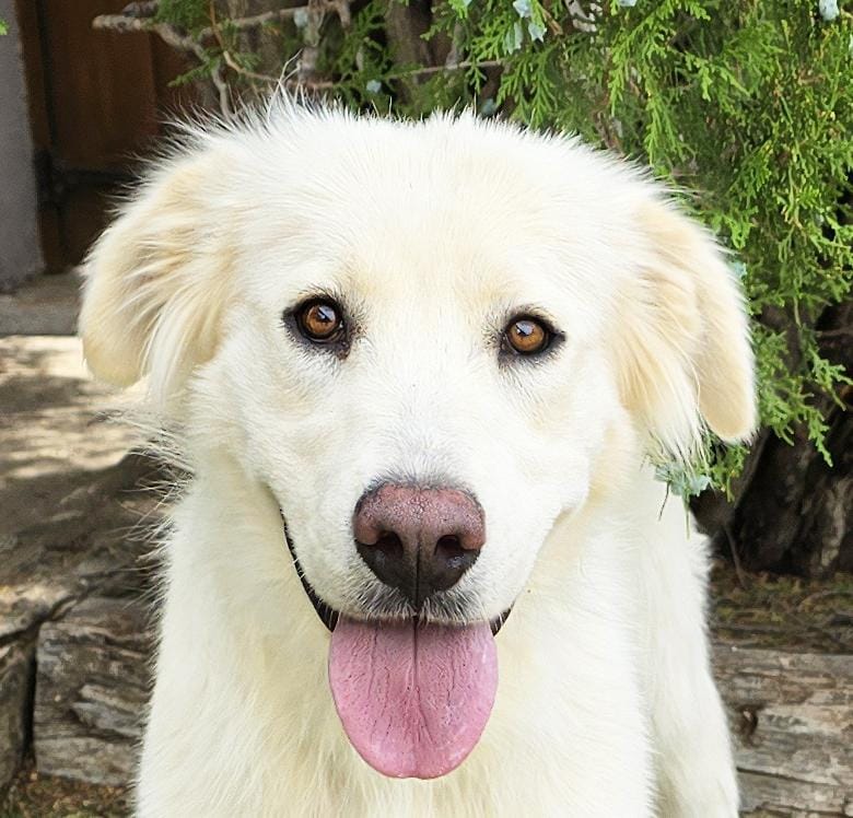Adopt Sweetie Pie Suga ~ Sublime Golden Pyr !!! Today - Pets ...