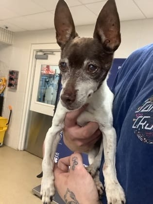 Adopt Toby Today - Find Paw Pal