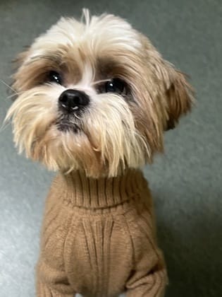 Adopt Felix Today - Pets TheCountyOffice