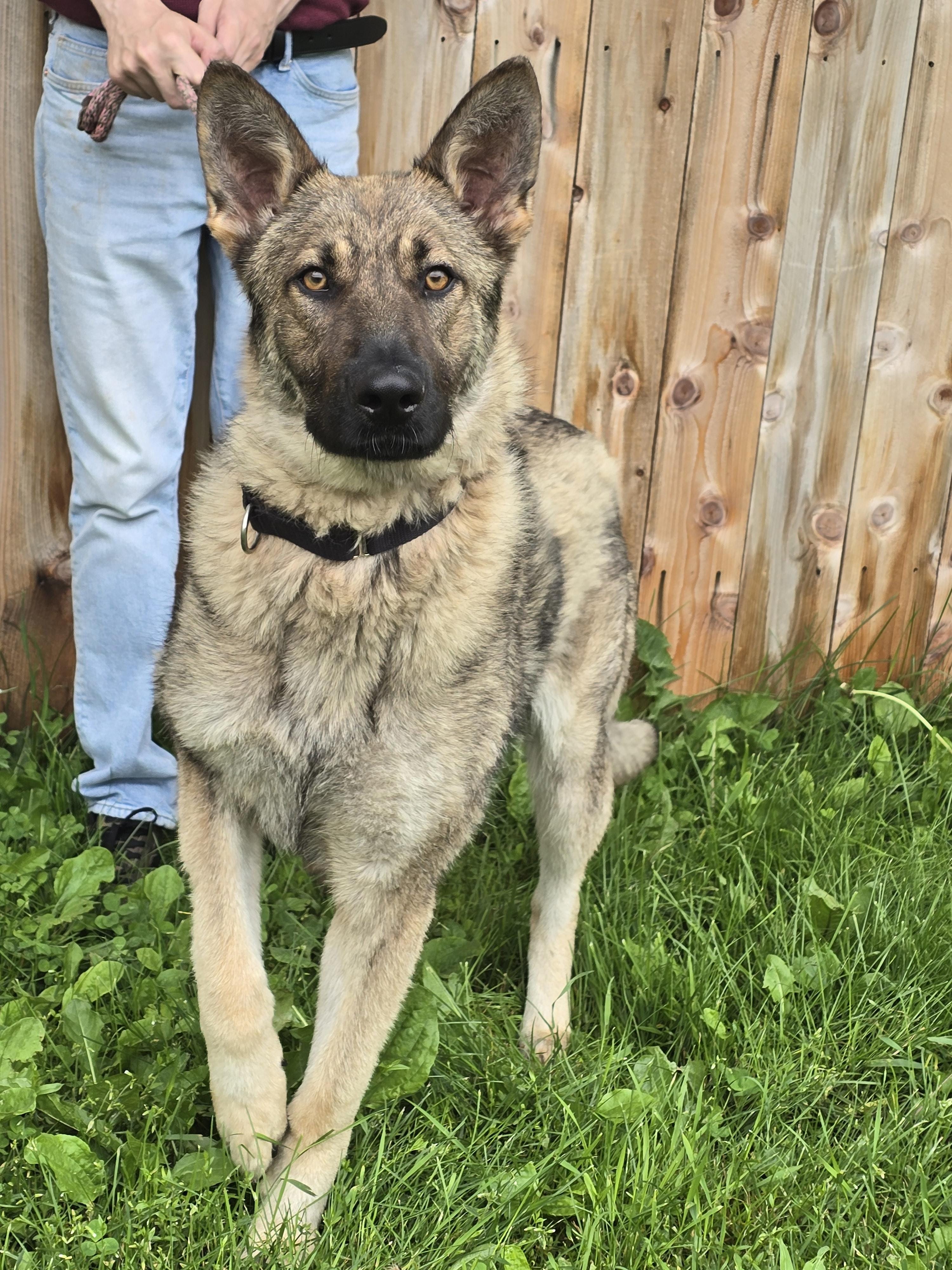 Adopt Hank Today - Pets TheCountyOffice