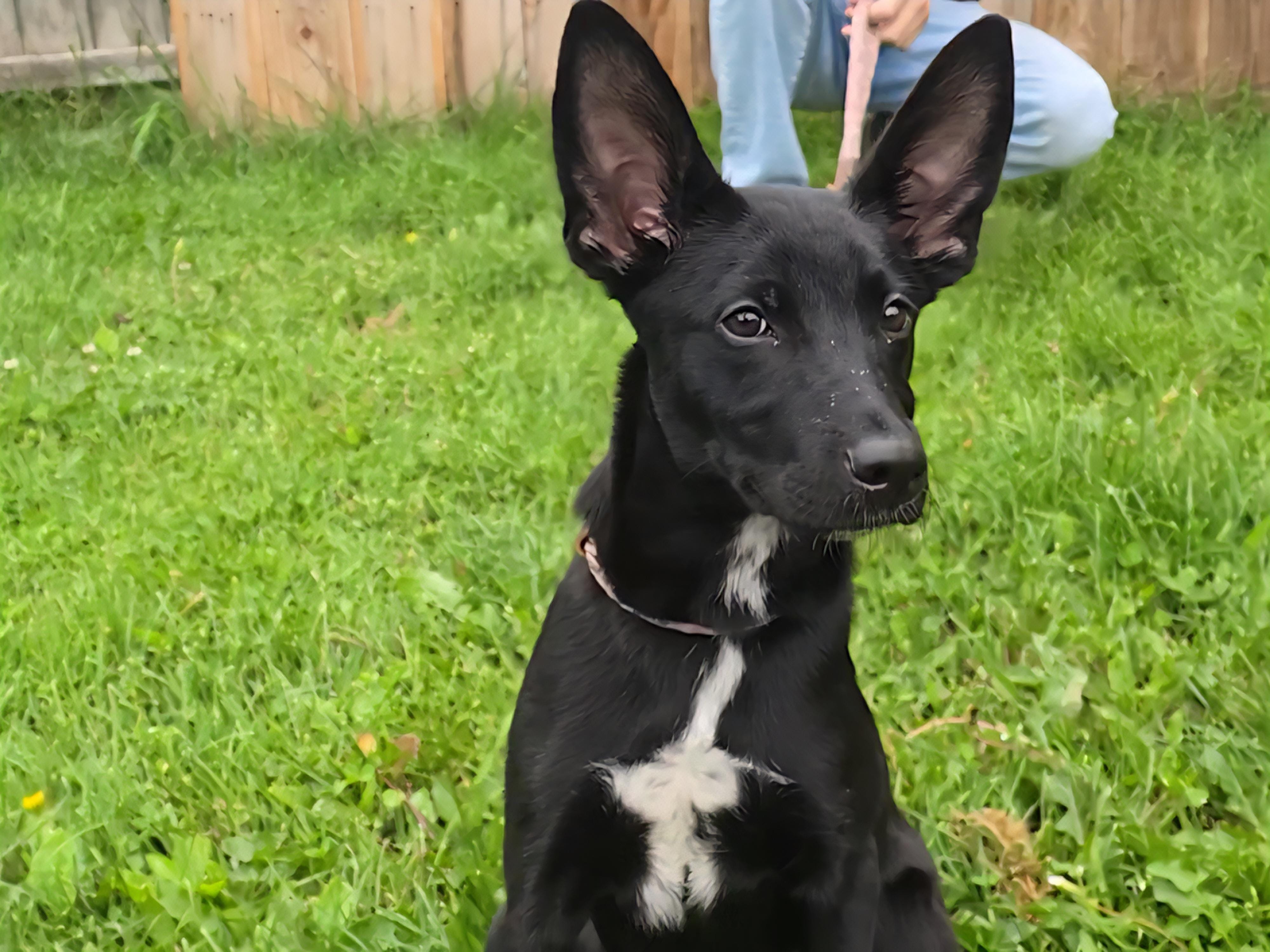 Adopt Raven Today - Pets TheCountyOffice